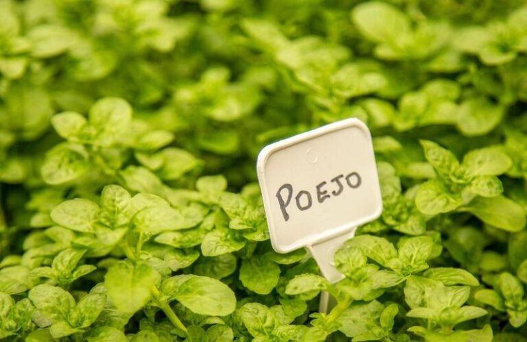 Poejo: Usos, Benefícios e Cuidados Essenciais | Farmacia dos Jeronimos